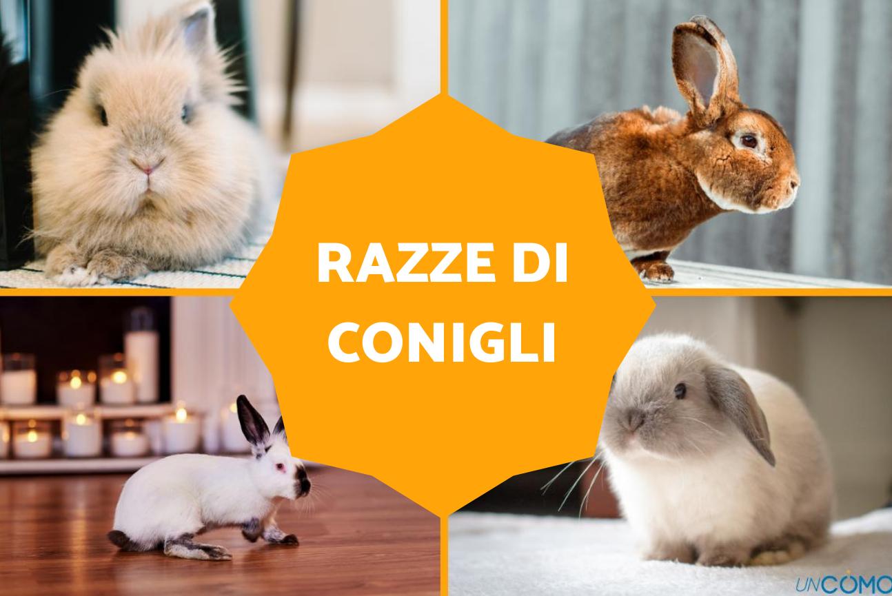 +10 razze di conigli - Scopri quali sono le più popolari e tutte le ...