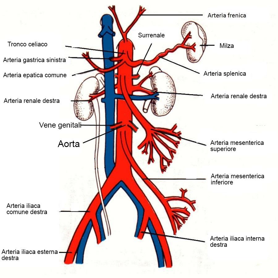 Qual è la differenza tra arterie e vene