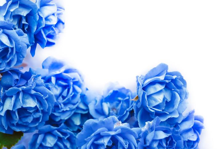 Qual è il significato delle rose blu - 4 passi