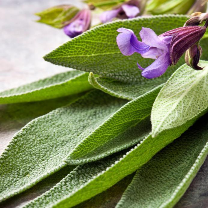 Come fare l'olio essenziale di salvia - 5 passi