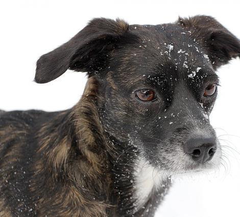 Perché il mio cane ha la forfora - 9 passi