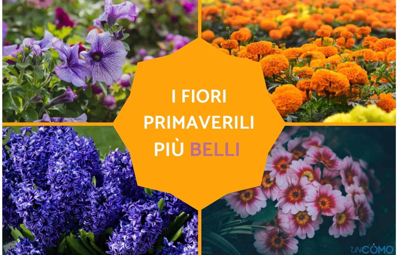 +15 fiori primaverili più belli che sbocciano in primavera - Nomi e ...