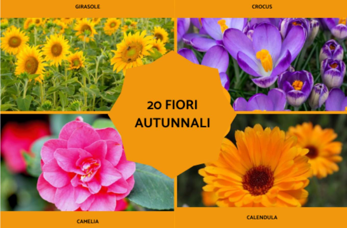 Fiori autunnali - Nomi di fiori in vaso e da giardino