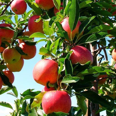 Quando e come potare un melo - 6 passi